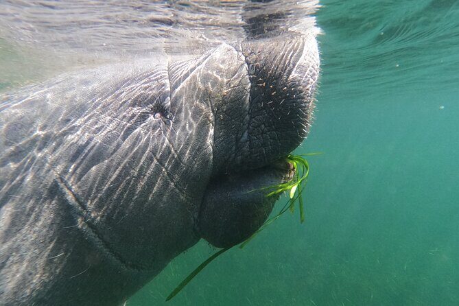 Semi-Private Manatee Swim Tour With In-Water Guide/Photographer - What Makes This Tour Special?