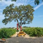 Semi-Private, Modified Hop-On Hop-Off Wine Tasting Tour from Morro and Cayucos - Final Thoughts: Is It Worth the Price?