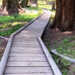 Semi Private Tour to Sequoia National Park with Lunch - An In-Depth Look at the Itinerary and What to Expect