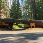 Sequoia National Park Private Tour - FAQs