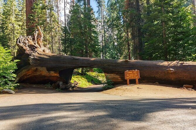 Sequoia National Park Private Tour - FAQs