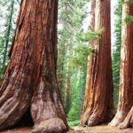 Sequoia Park Private Tour - Day 1: From Los Angeles to Kings Canyon and the General Grant Tree