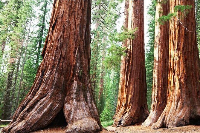 Sequoia Park Private Tour - Day 1: From Los Angeles to Kings Canyon and the General Grant Tree