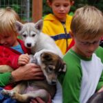 Seward: Summer Dog Sled Ride and Seavey Estate Tour - The Value of the Tour: Is It Worth It?