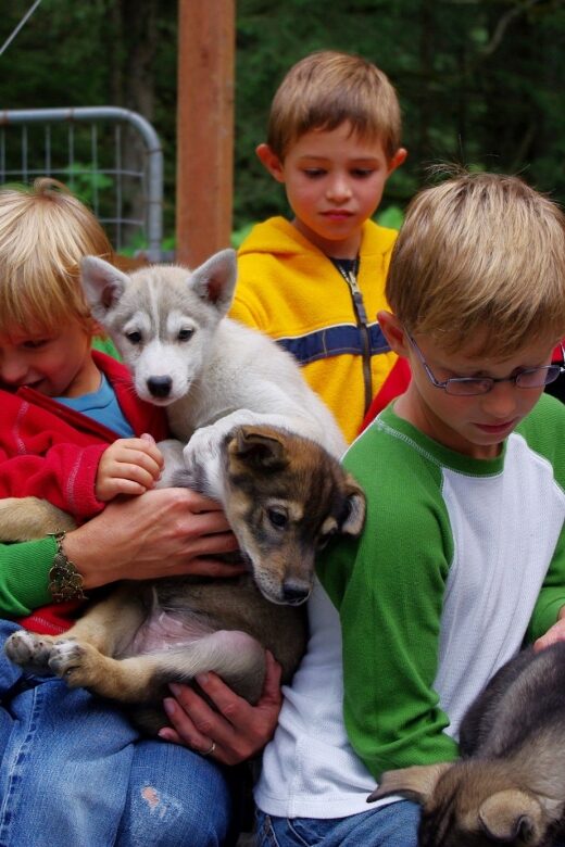 Seward: Summer Dog Sled Ride and Seavey Estate Tour - The Value of the Tour: Is It Worth It?