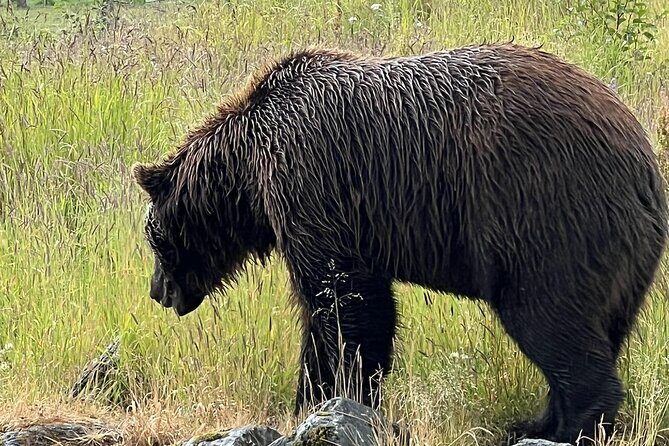 Seward to Anchorage transfer with National Park hike and AWCC - The Practical Side: Transportation, Timing, and Value