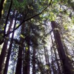 SF: Guided Muir Woods Tour & Hop-On Hop-Off Tour (Save 15%) - Authentic Experience and Practical Details