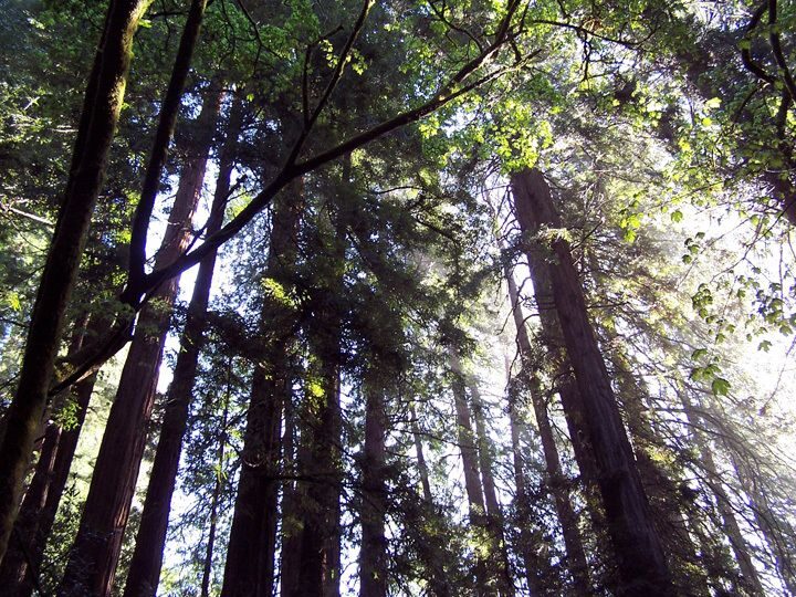 SF: Guided Muir Woods Tour & Hop-On Hop-Off Tour (Save 15%) - Authentic Experience and Practical Details