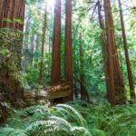 SF: Muir Woods, Sausalito, Golden Gate Bridge Private Tour - An In-Depth Look at the Tour