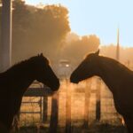 Shaded Trails Horse Ride - Final Thoughts: Who Should Try This?