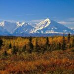 Shared Fairbanks to Denali National Park Entrance Transport - A Practical and Scenic Journey from Fairbanks