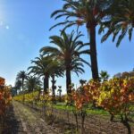 Shared Tour - Wine tour from Saint Tropez - Who Would Enjoy This Tour?