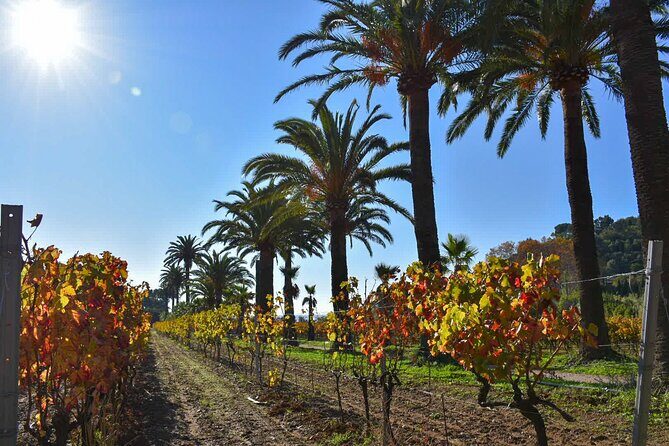 Shared Tour - Wine tour from Saint Tropez - Who Would Enjoy This Tour?