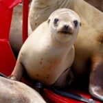 Shared Two-Hour Whale Watching Tour from Oceanside - About the Experience: What Travelers Can Expect
