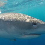 Shark Cage Diving In Oahu - How Does It Compare in Value?