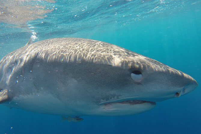 Shark Cage Diving In Oahu - How Does It Compare in Value?