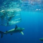 Shark Cage Diving On "The World Famous North Shore of Oahu", Hawaii - The Value and Pricing