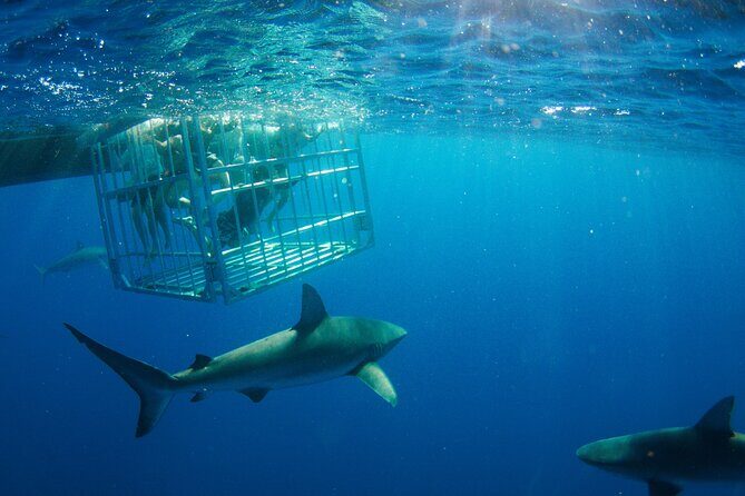 Shark Cage Diving On "The World Famous North Shore of Oahu", Hawaii - The Value and Pricing