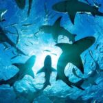 Shark-Dive Tour on Oahu's North Shore - Who Will Love This Experience?