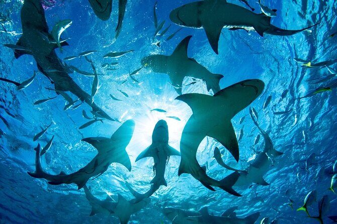 Shark-Dive Tour on Oahu's North Shore - Who Will Love This Experience?