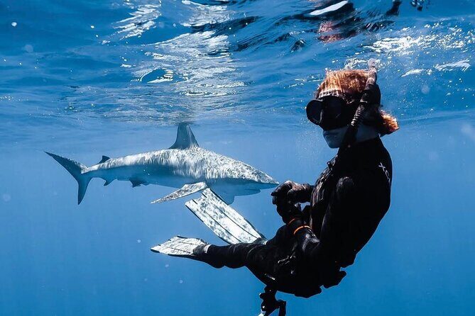 Shark Diving and Snorkeling in Oahu Hawaii - Safety and Comfort
