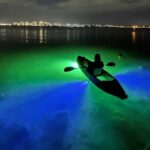 Sharkey's Glass Bottom Fish Feeding LED Night Tour in Sarasota - What to Expect on the Tour