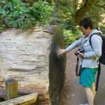 Shore Excursion: Guided Tour to Muir Woods with Roundtrip Journey - The Value of This Tour