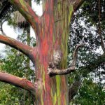 Shore Excursion of Maui - The Value of the Tour