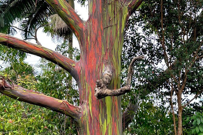 Shore Excursion of Maui - The Value of the Tour