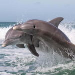 Side Dolphin Island Boat Cruise with Lunch & Drinks - What Travelers Say: Authentic Perspectives