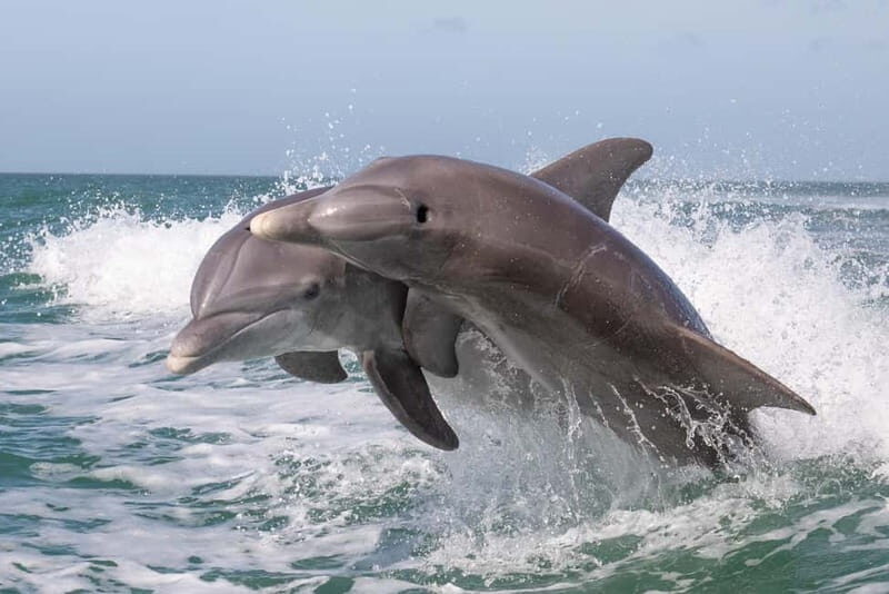 Side Dolphin Island Boat Cruise with Lunch & Drinks - What Travelers Say: Authentic Perspectives