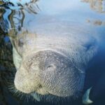 Siesta Key Guided Eco Tour - Practical Details to Know