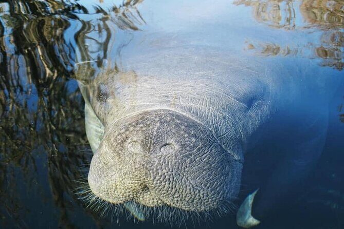 Siesta Key Guided Eco Tour - Practical Details to Know