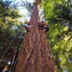 Silver Falls State Park: Tree Climbing Sunset Tour - The Real Joys and Challenges