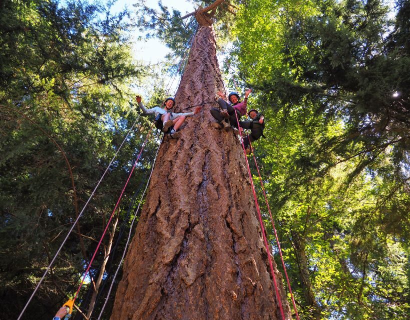 Silver Falls State Park: Tree Climbing Sunset Tour - The Real Joys and Challenges
