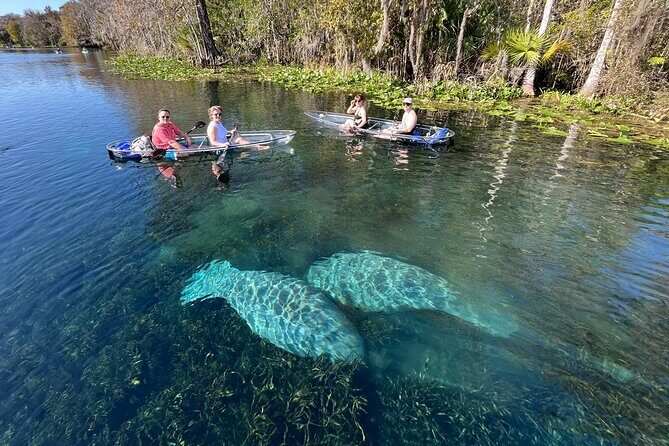 Silver Springs: Clear Kayak Wildlife Adventure - Authentic Insights from Travelers