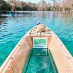 Silver Springs Wildlife Tour - Glass Bottom Kayaks - The Wildlife and Natural Beauty You Can Expect to See