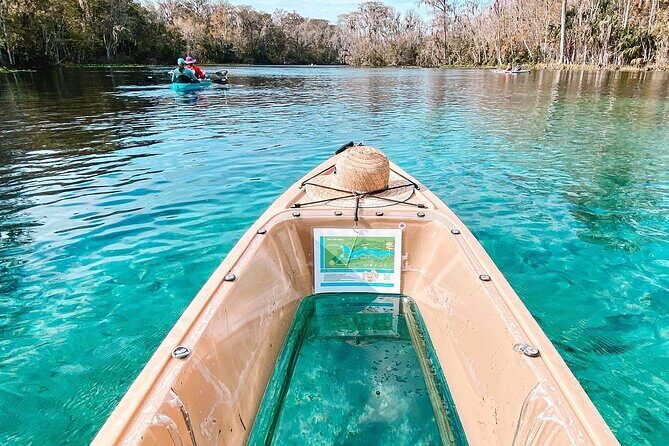 Silver Springs Wildlife Tour - Glass Bottom Kayaks - The Wildlife and Natural Beauty You Can Expect to See