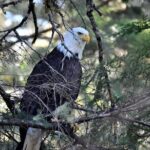 Simply Amazing Sitka Tour: Fortress of the Bear, Alaska Raptor, & Totems - The Sum Up