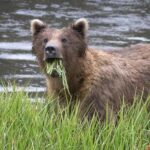 Sitka Premium Tour- Private- Alaska Raptor Center, Fortress of the Bears,Totems - Practical Details: Making the Most of Your Tour