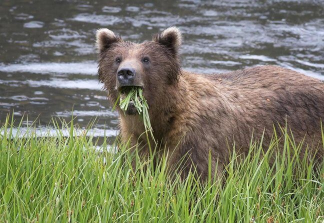 Sitka Premium Tour- Private- Alaska Raptor Center, Fortress of the Bears,Totems - Practical Details: Making the Most of Your Tour