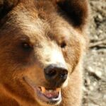 Sitka Scenic Tour - FAQ