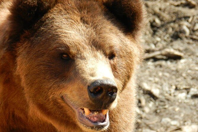 Sitka Scenic Tour - FAQ