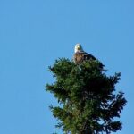 Sitka Sea Birds & Marine Life Private Charter Scenic Eco-Tour - The Sum Up