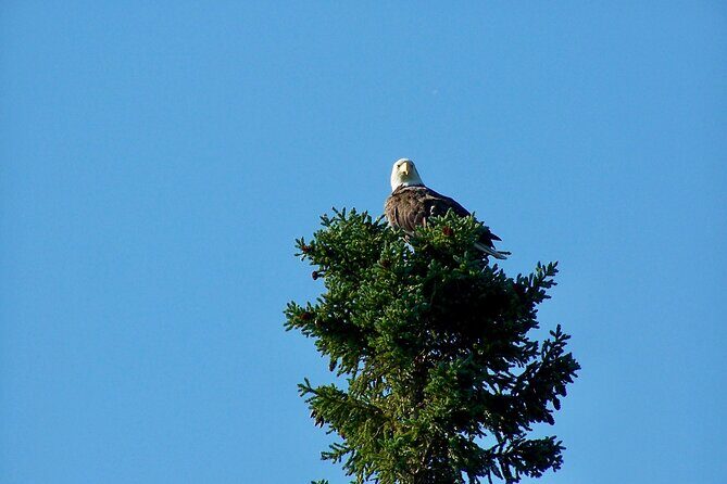 Sitka Sea Birds & Marine Life Private Charter Scenic Eco-Tour - The Sum Up