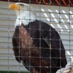 Sitka Shore Excursion: Bears, Raptor Center, & Totem Park Tour (Small Group) - FAQ