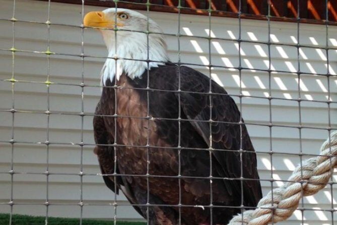 Sitka Shore Excursion: Bears, Raptor Center, & Totem Park Tour (Small Group) - FAQ