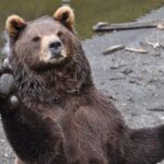 Sitka Sightseeing Tour including Fortress of the Bear and Totem Poles - How the Experience Feels: The Traveler’s Perspective