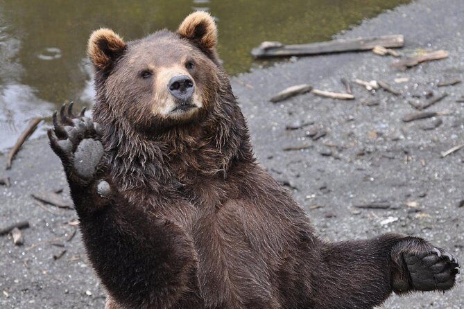 Sitka Sightseeing Tour including Fortress of the Bear and Totem Poles - How the Experience Feels: The Traveler’s Perspective