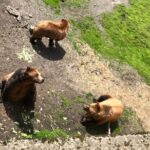 Sitka's only Private Simply Amazing Tour - What Travelers Can Expect
